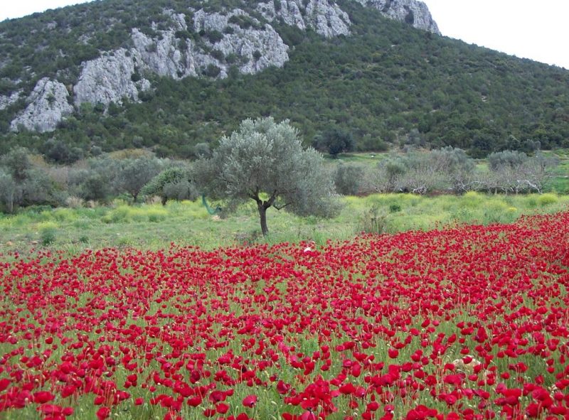 natuurvakantie-europa - Ecotoerisme Europa