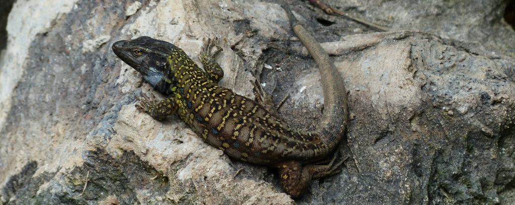 Fauna Canarische Eilanden