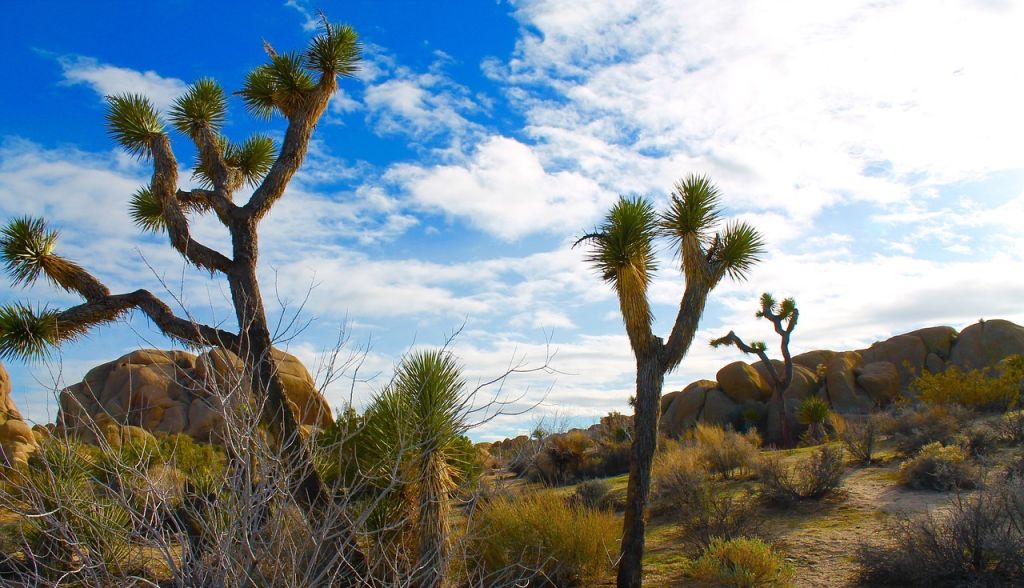 Yucca