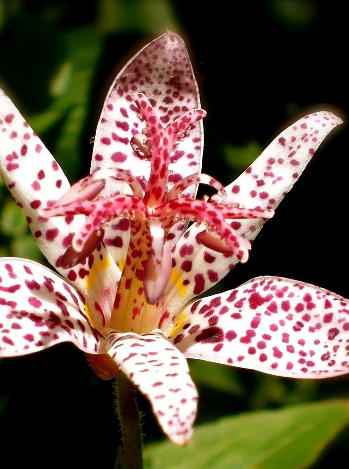 Dionysos en Thyrsus bloem en mythische god