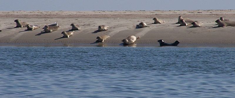 Nationaal Park Vadehavet Denemarken