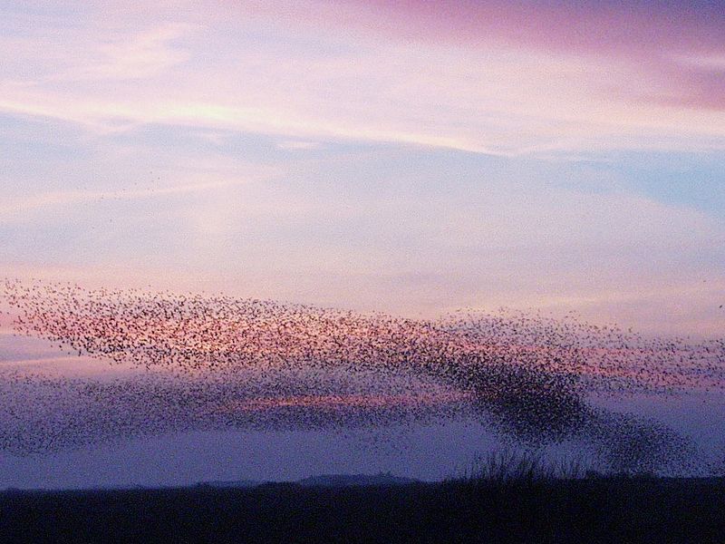 Nationaal Park Vadehavet Denemarken