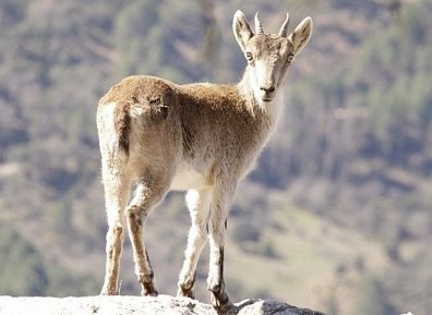 Fauna De Espana Animal Wikipedia
